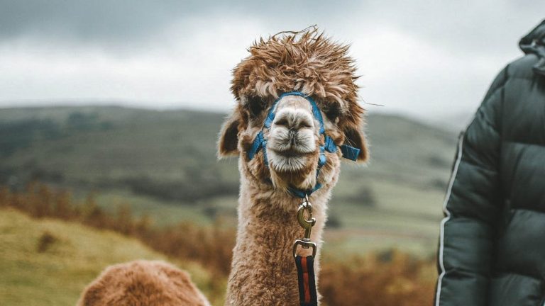 Alpaca My Boots - Creating a New Brand for an Outdoor Experience Like ...