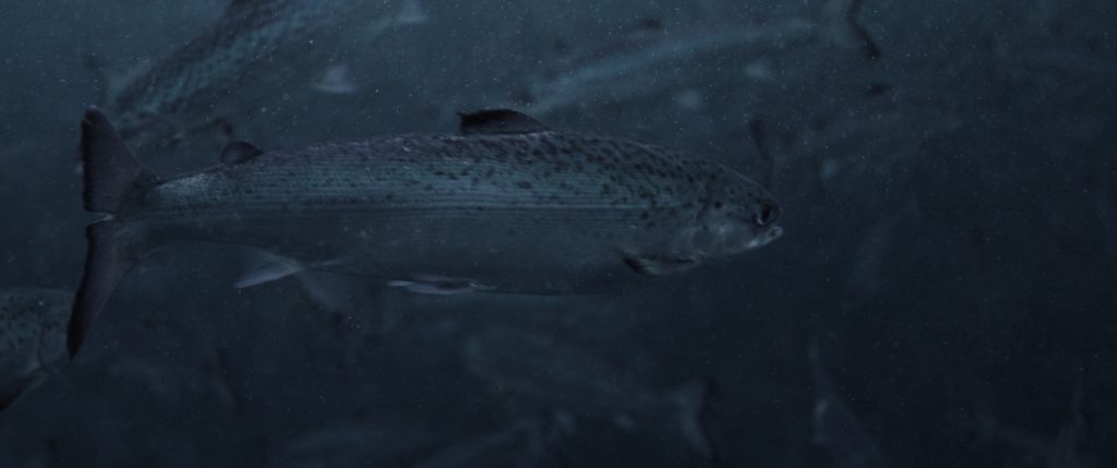 Bue Film Creative Campaign - World Brand Design Society