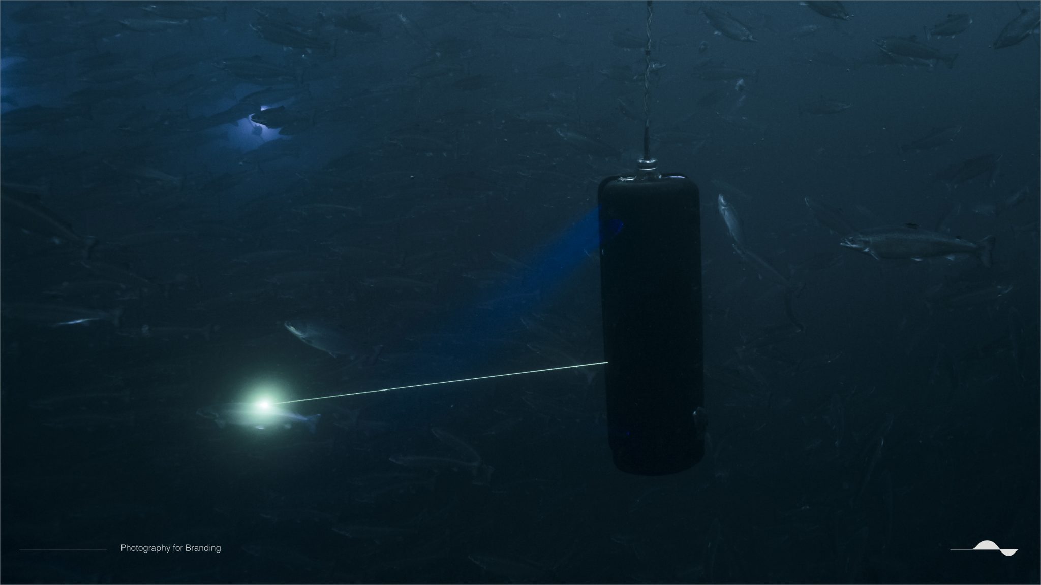 Stingray Photography for Identity - World Brand Design Society