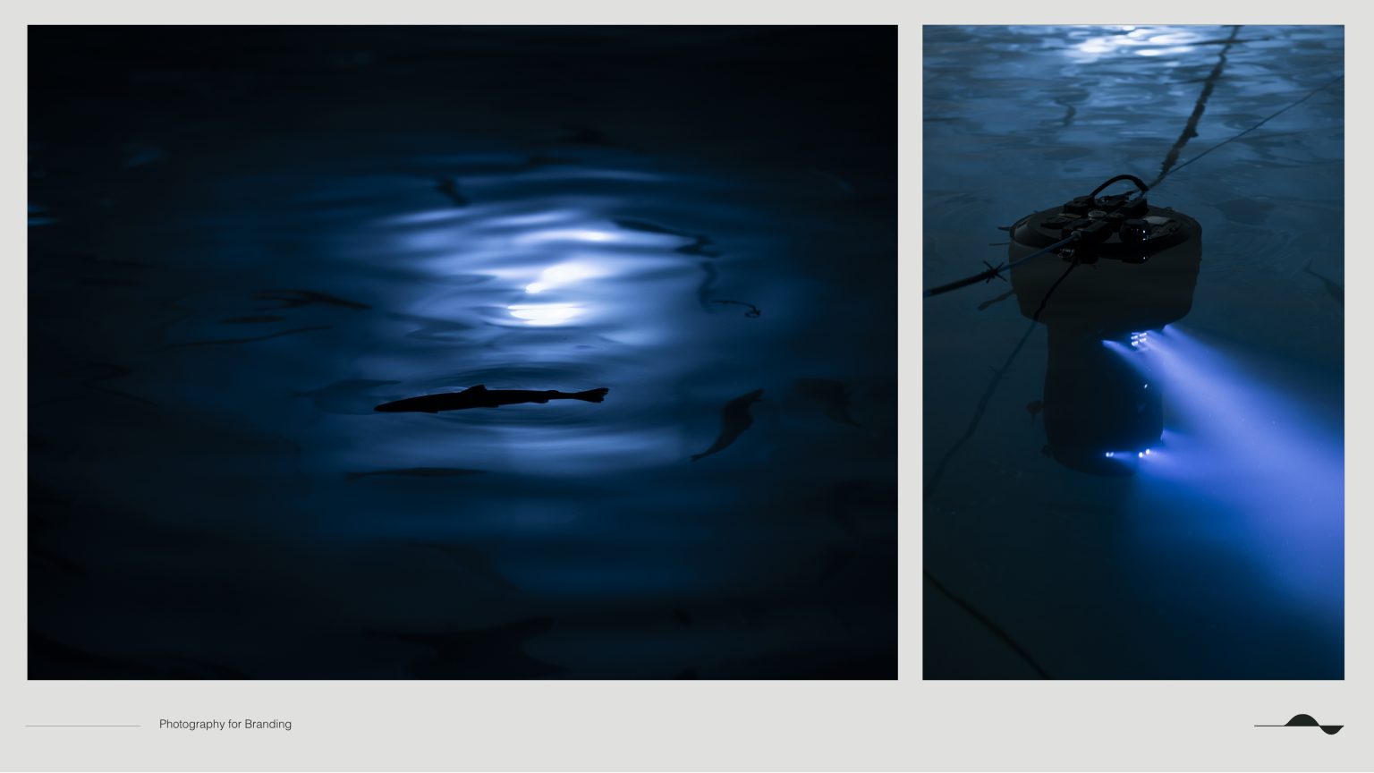 Stingray Photography for Identity - World Brand Design Society